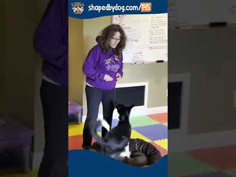 Easy Way to Shape Your Dog to Down #shorts