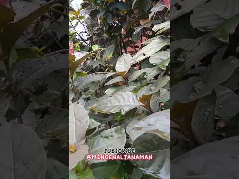 Mengenal Tanaman Obat Daun Ungu Handeuleum #shorts #mengenaltanaman #tanamanobat #daunungu