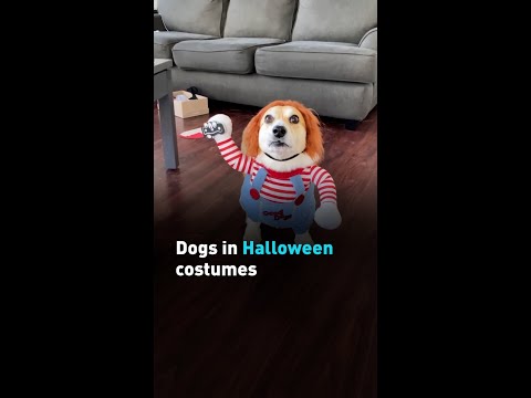 Dogs in Halloween costumes