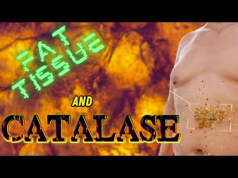 Fat Tissue and Catalase