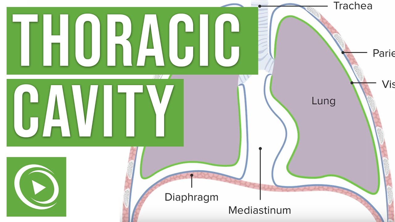 Thoracic Cavity Anatomy | Lecturio Medical