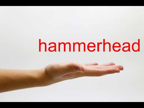 How to Pronounce hammerhead - American English
