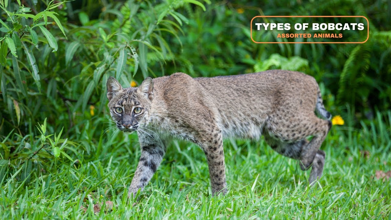 Types Of Bobcats | Bobcat Subspecies Explained