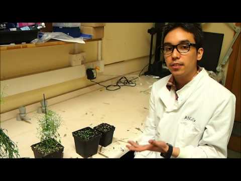 Arabidopsis, seed to plant - Complex Life of Sugars - Royal Society Summer Science Exhibition 2013