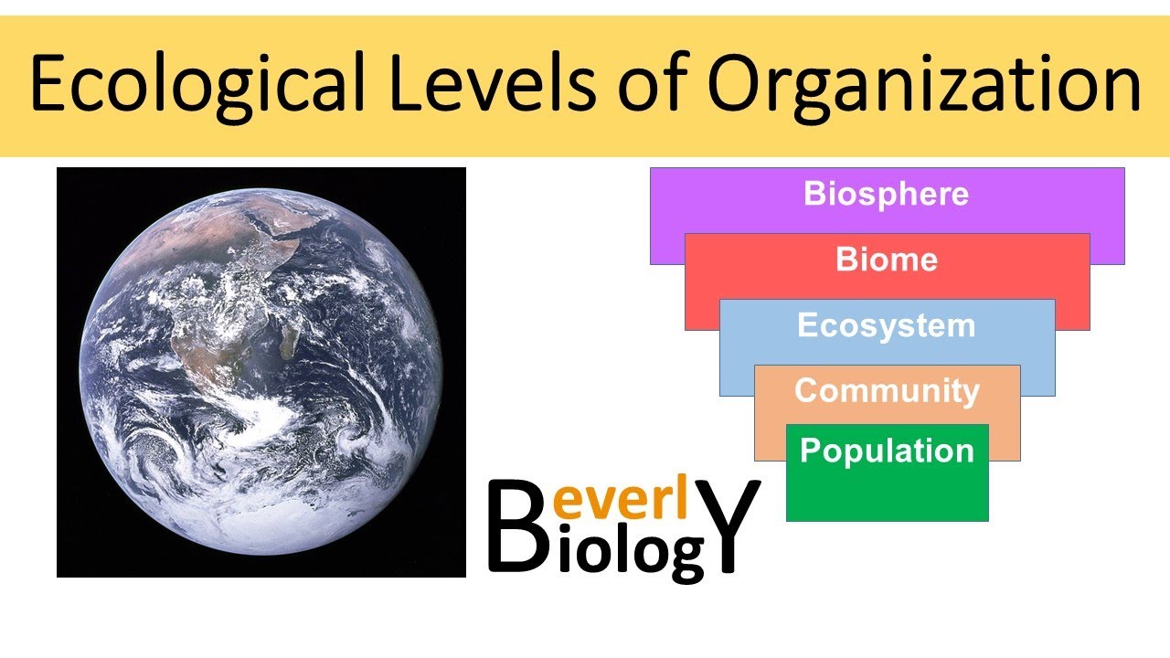 Ecology: Levels of Organization