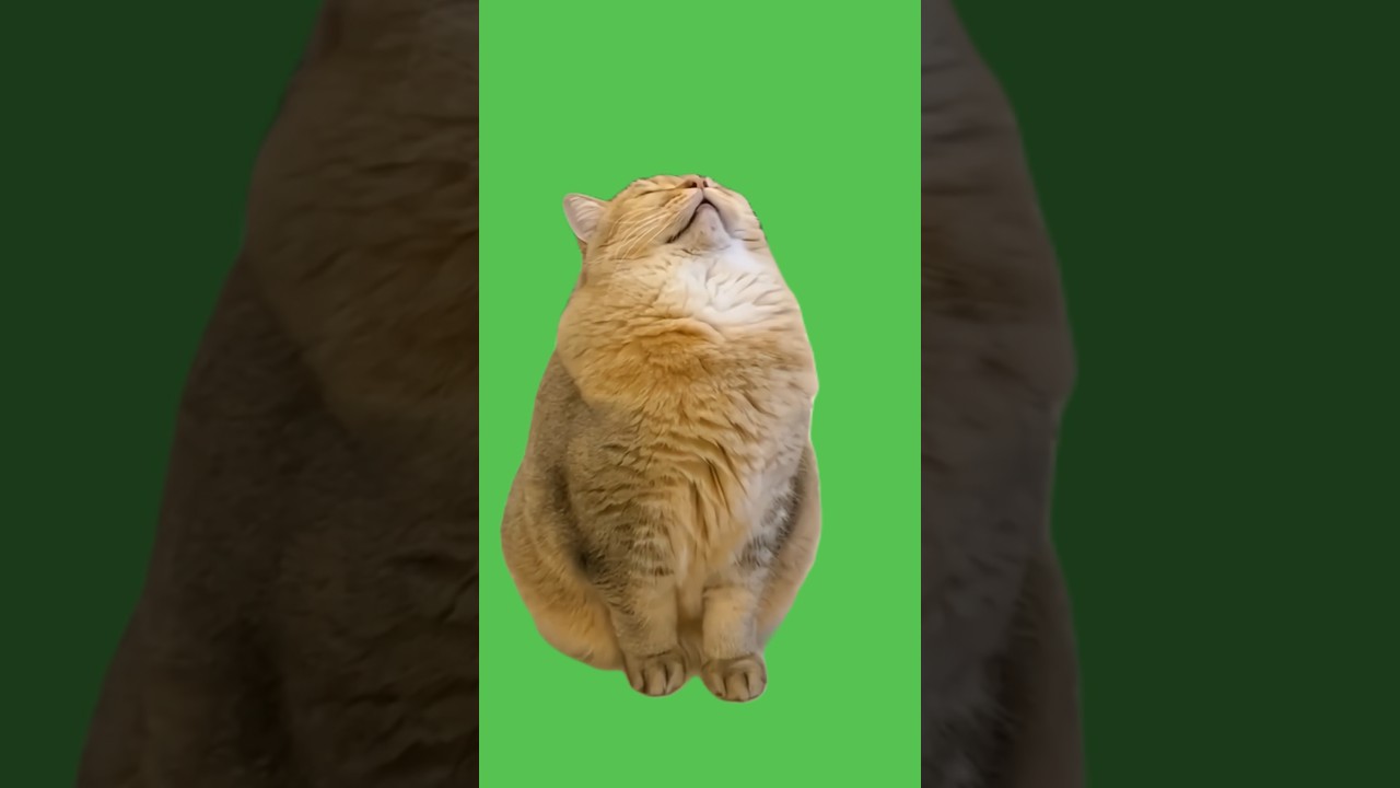 Sleeping Cat Meme | Green Screen #sleepingcat #catsleeping #catmemes #greenscreenmeme #shorts