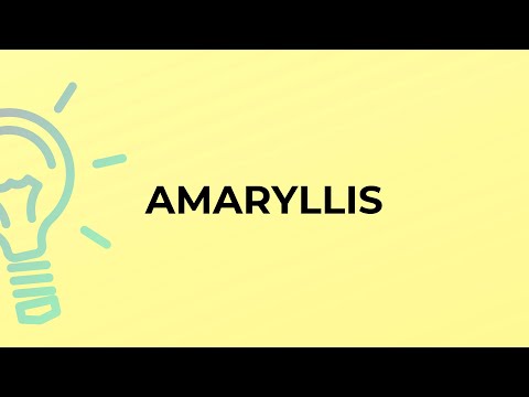 What is the meaning of the word AMARYLLIS?