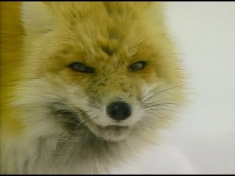 The Boreal Forest: 4. Call of the Wild