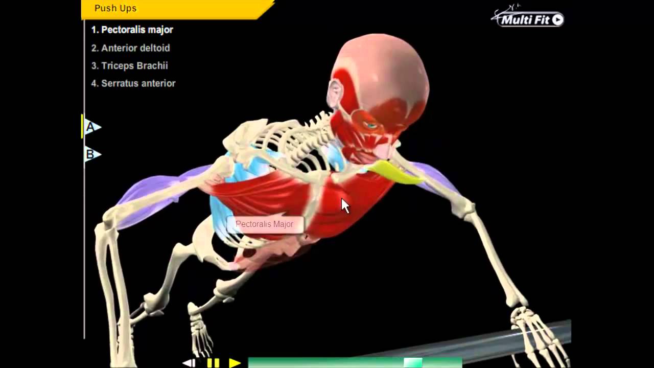 What Muscles Do a Push Up Use?