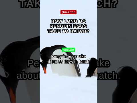How Long do Penguins Eggs Take To Hatch?
