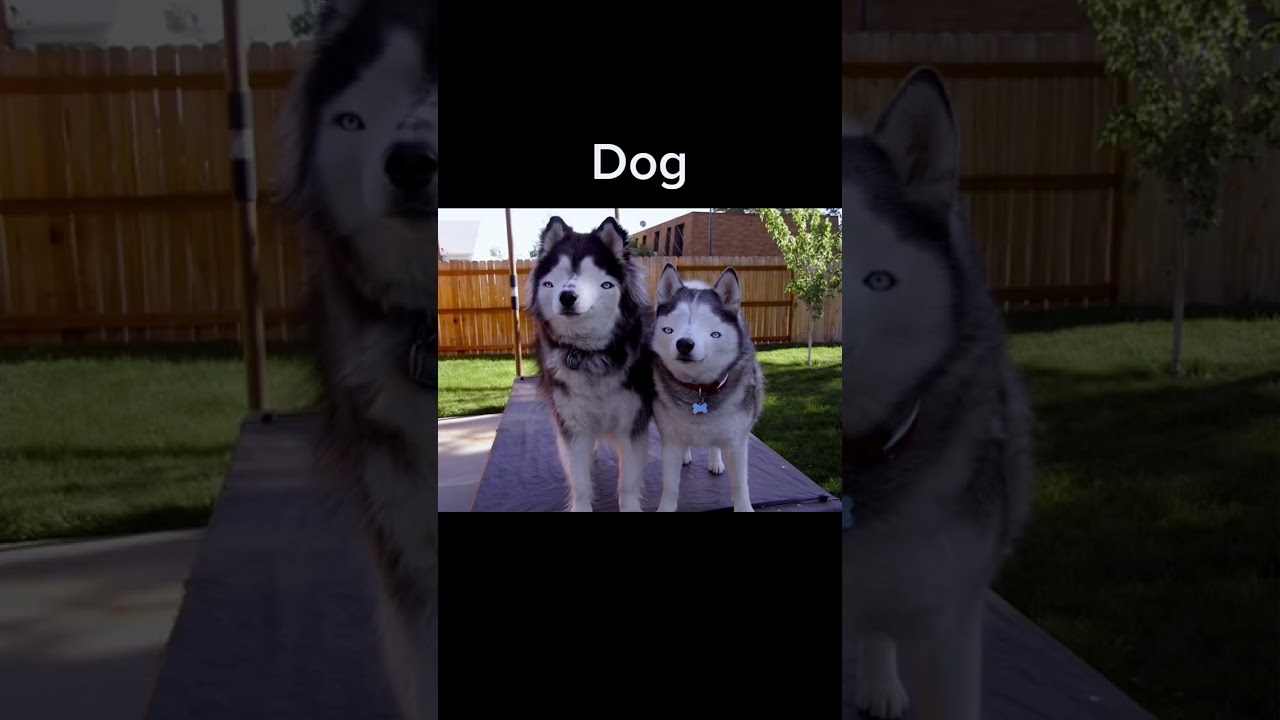 Animals With Down Syndrome🐯🐶🐱🐬
