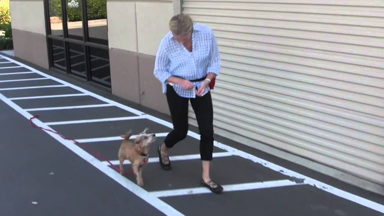 Just Paws Training Workshop 101
