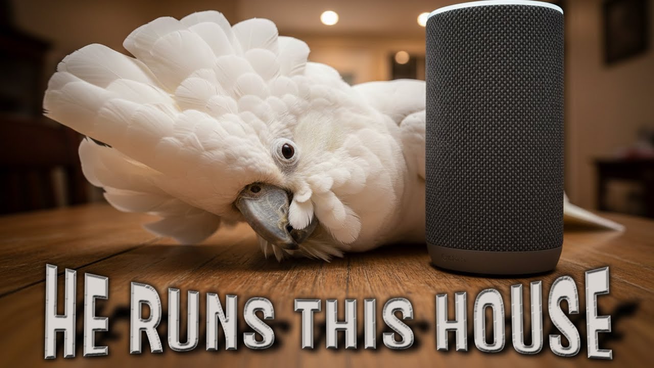 Why Does My Cockatoo Dance to Music? (Jackson + Alexa Experiment) 😂🦜
