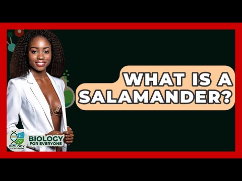 What Is A Salamander? - Biology For Everyone