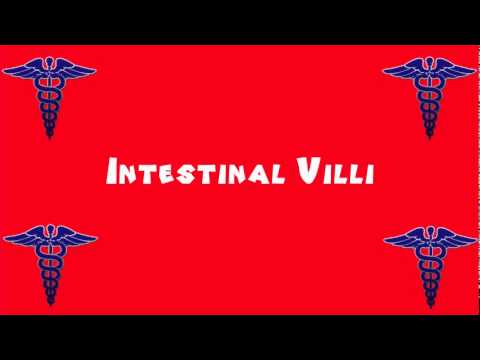 Pronounce Medical Words ― Intestinal Villi