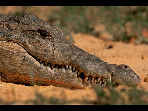Crocodile Tears