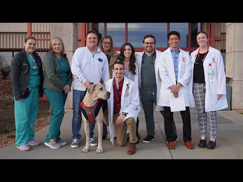 Great Dane puppy’s precision procedure opens new cardiology frontier at #CornellVet