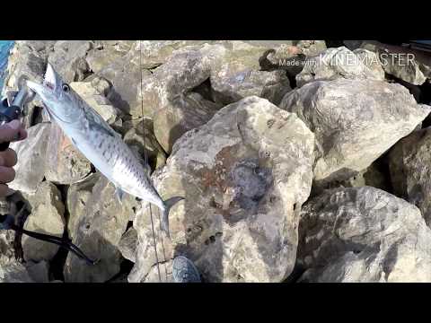 הפלמידה הראשונה שלי. my first kingfish