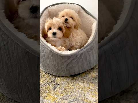 Simple secret to happiness !!! #puppyvideos #puppy #shorts #puppies #maltipoo #dogs #pets #cute