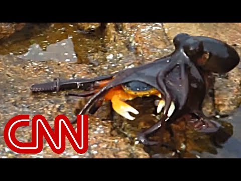 Octopuses - Octopus Videos - Octopus Attacks