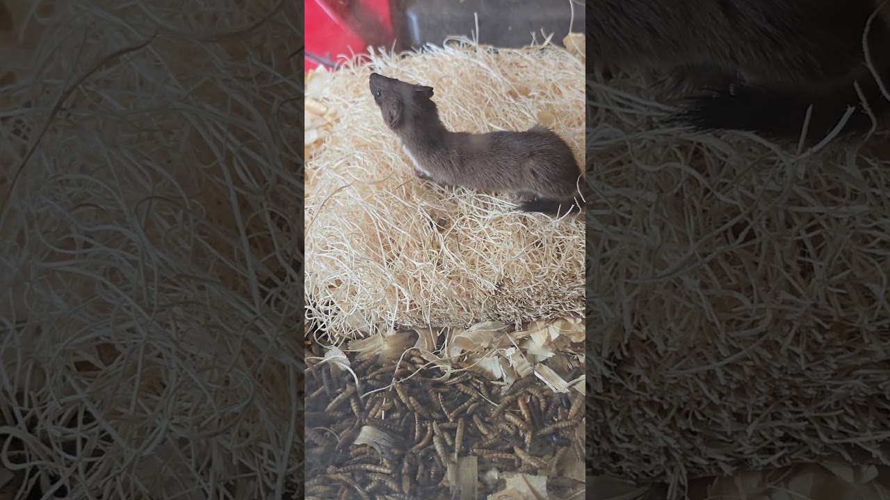 long tailed weasel has officially made it presence to the zoo #education #zooanimals #zoo #weasel