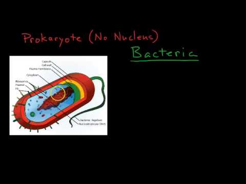 Prokaryote and Eukaryotes