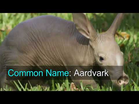 Aardvark (Biography★Classification★Information)