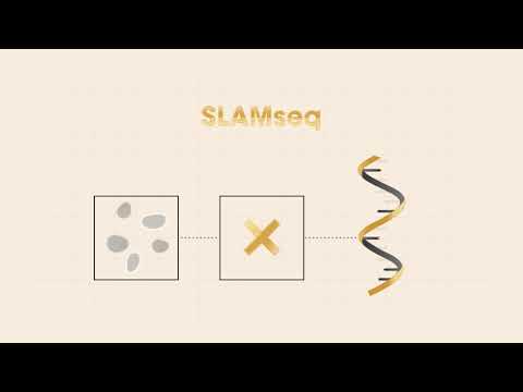 IMBA_Ameres_SLAMseq