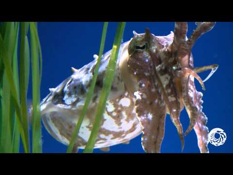 A Cuttlefish the Size of a Football