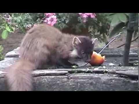 Pine marten eats apple, video | Dear Kitty. Some blog