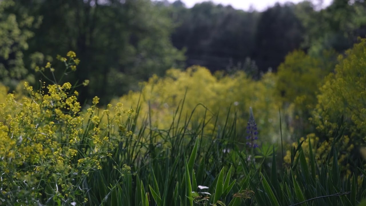 Isatis tinctoria | dyer's woad