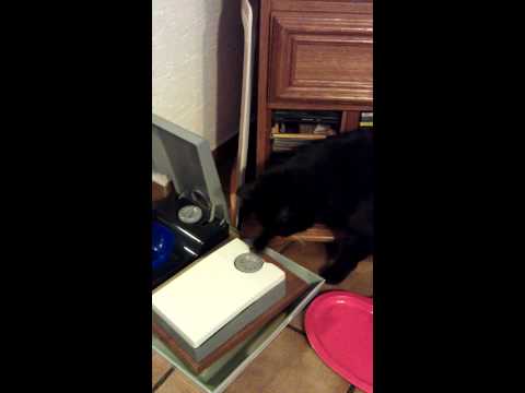 Katze knackt Futterbox