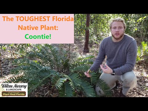 Florida Native Plants: The Indestructible Coontie!
