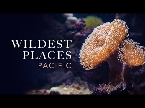 Wildest Places: Pacific Coral Cities