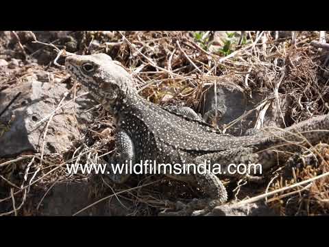 Agama Lizard suns itself on a cold and overcast day in the Himalaya