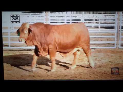 Beefmaster Bull for Sale - J Bar T Superstar 601 (C1058159)