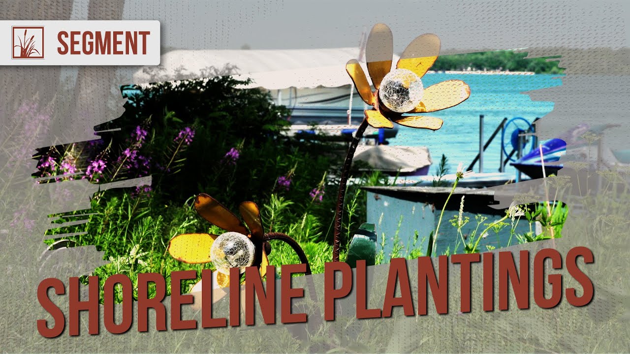 Shoreline Plantings that Filter Water and Protect from Erosion | Prairie Sportsman