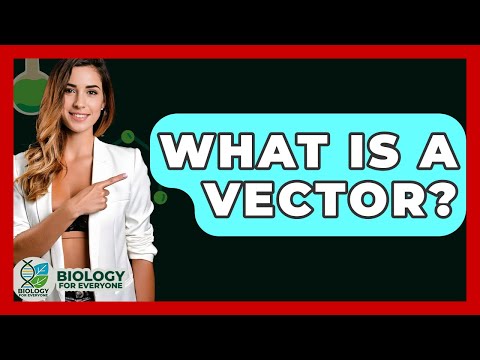 What Is A Vector? - Biology For Everyone