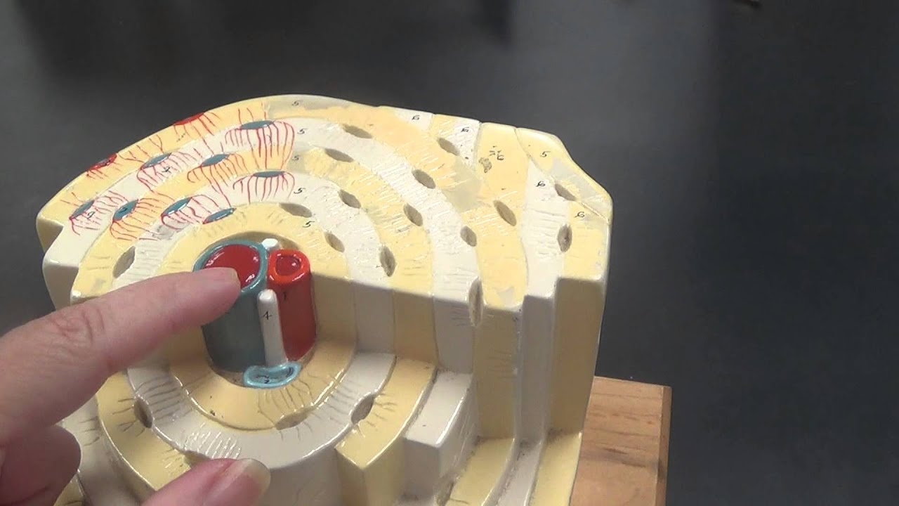 Osteon Model (Compact Bone)