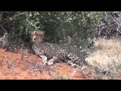 Mating and reproduction | I Love Cheetahs