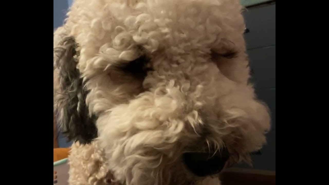 What life is like with no personal space #goldendoodle