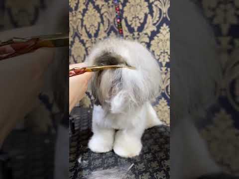✂️Curso de Peluquería para Perros 🎓APRENDE con nosotros ✅