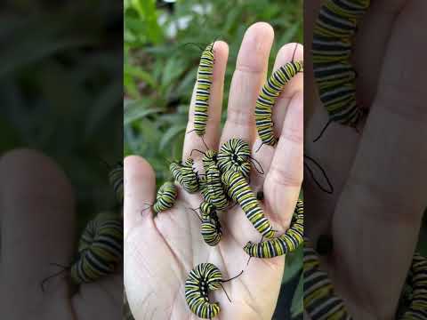 Another clutch of 40-50 monarch caterpillars off to cocoon. 🤗 #monarchbutterfly