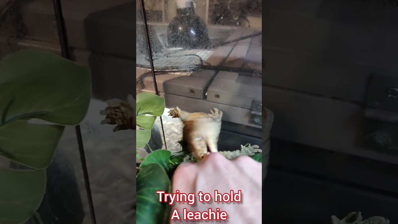 Tokay Gecko Vs Leachie Gecko 🧐 #geckos #tokay #leachie