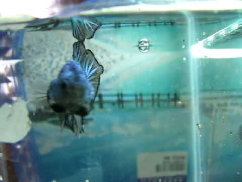 blue gas dragon 31july09