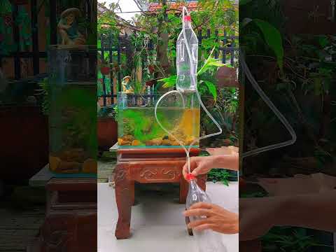 Aquarium oxygen does not use electricity #shorts