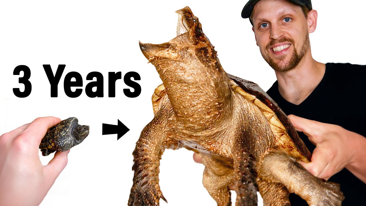 Raising a Rare Hybrid Snapping Turtle