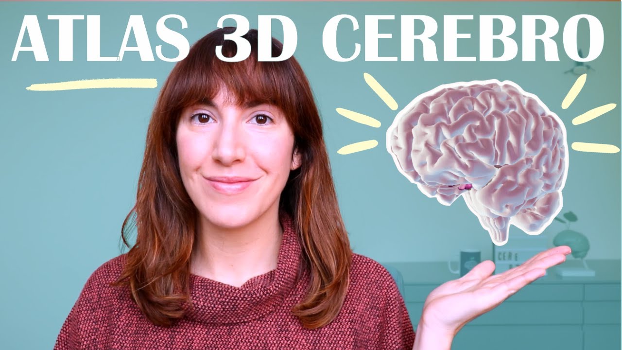 Learn neuroanatomy with this 3D brain atlas
