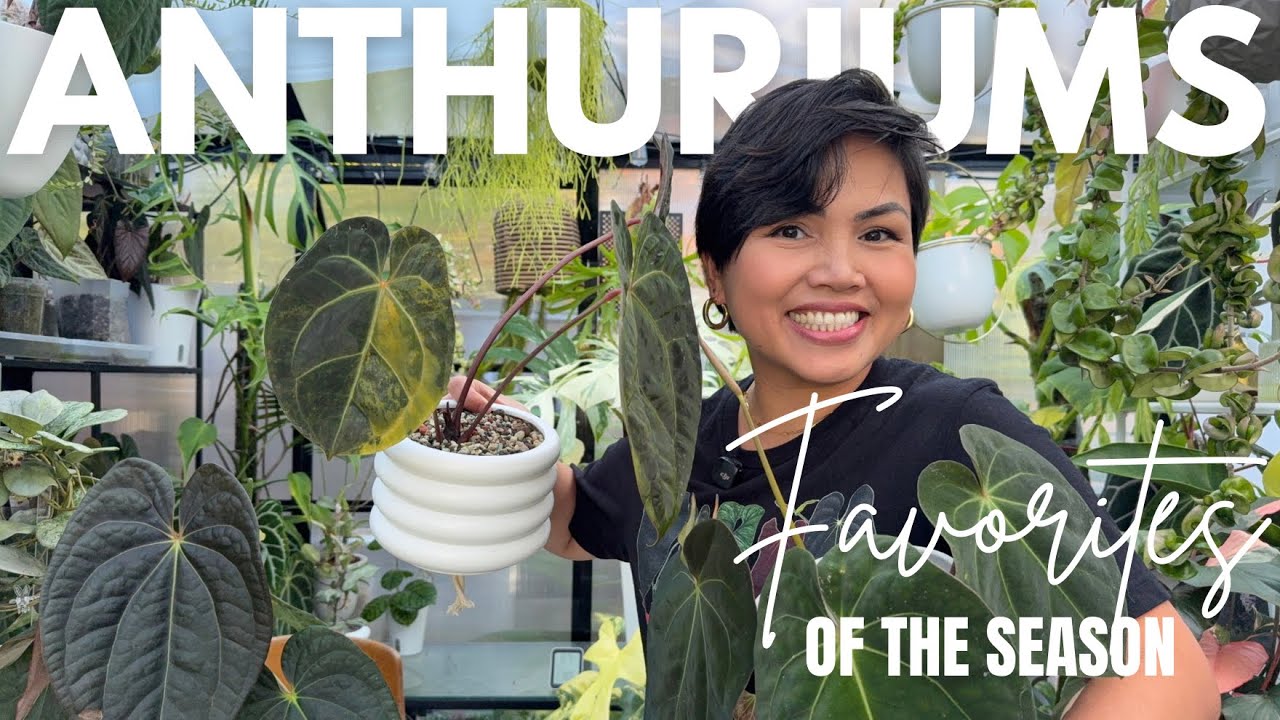 Top 10 Anthuriums I'd Never Let Go Of - From My Personal Collection