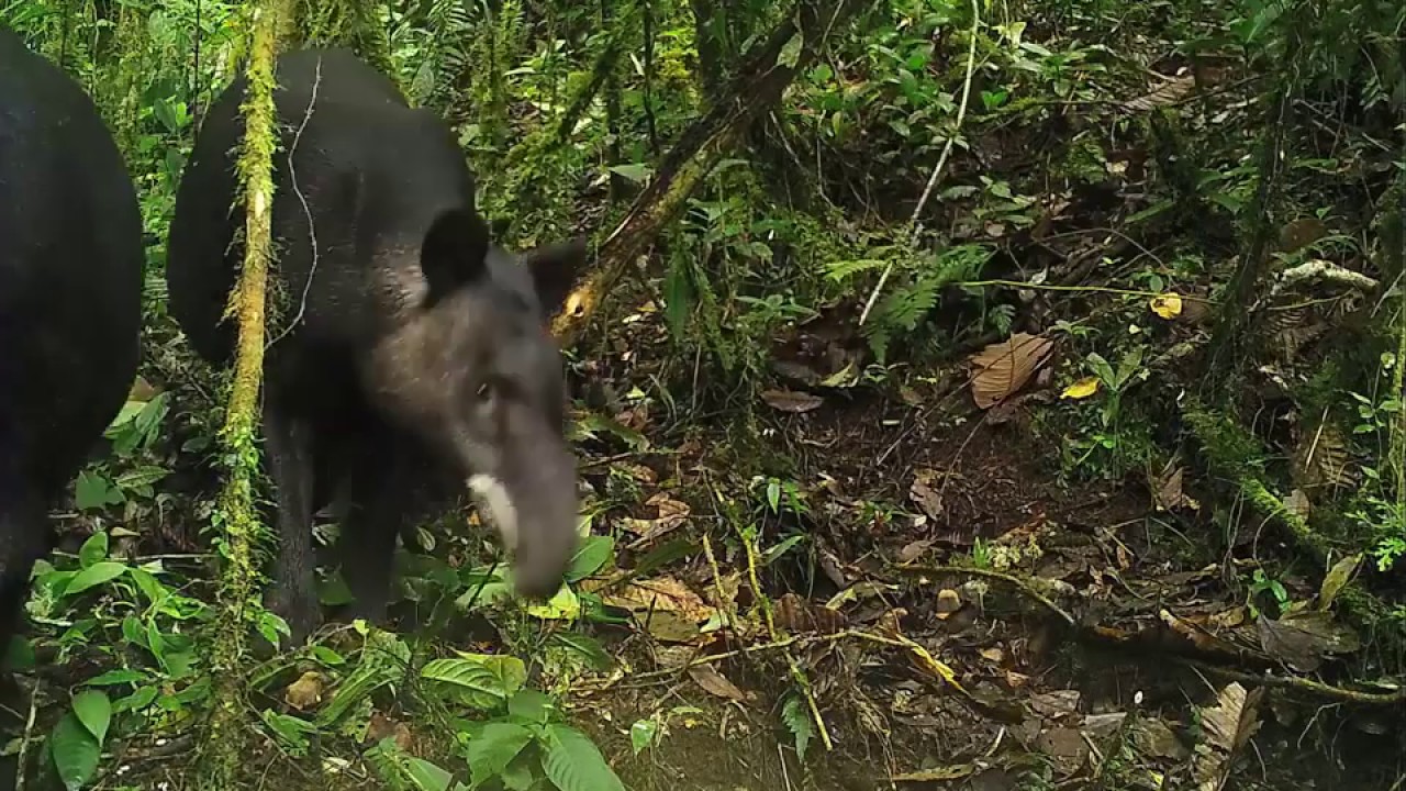 Curious Mountain Tapirs